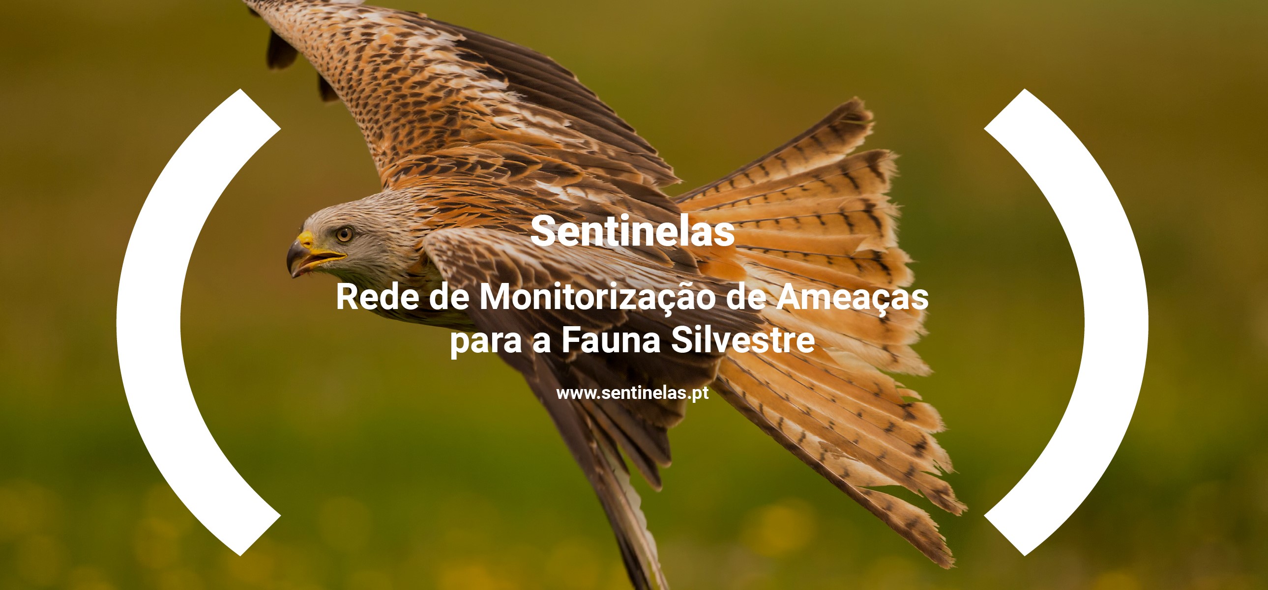 Projeto Sentinelas reforçado para criar Rede de Monitorização de ...